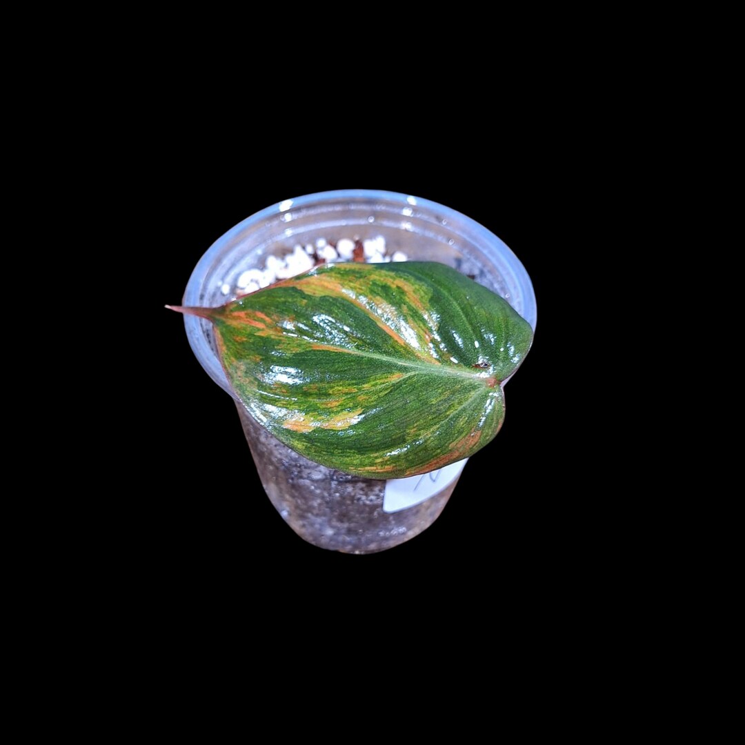 Rare Variegated Philodendron Mican Aurea in a Nursery Pot - High ...