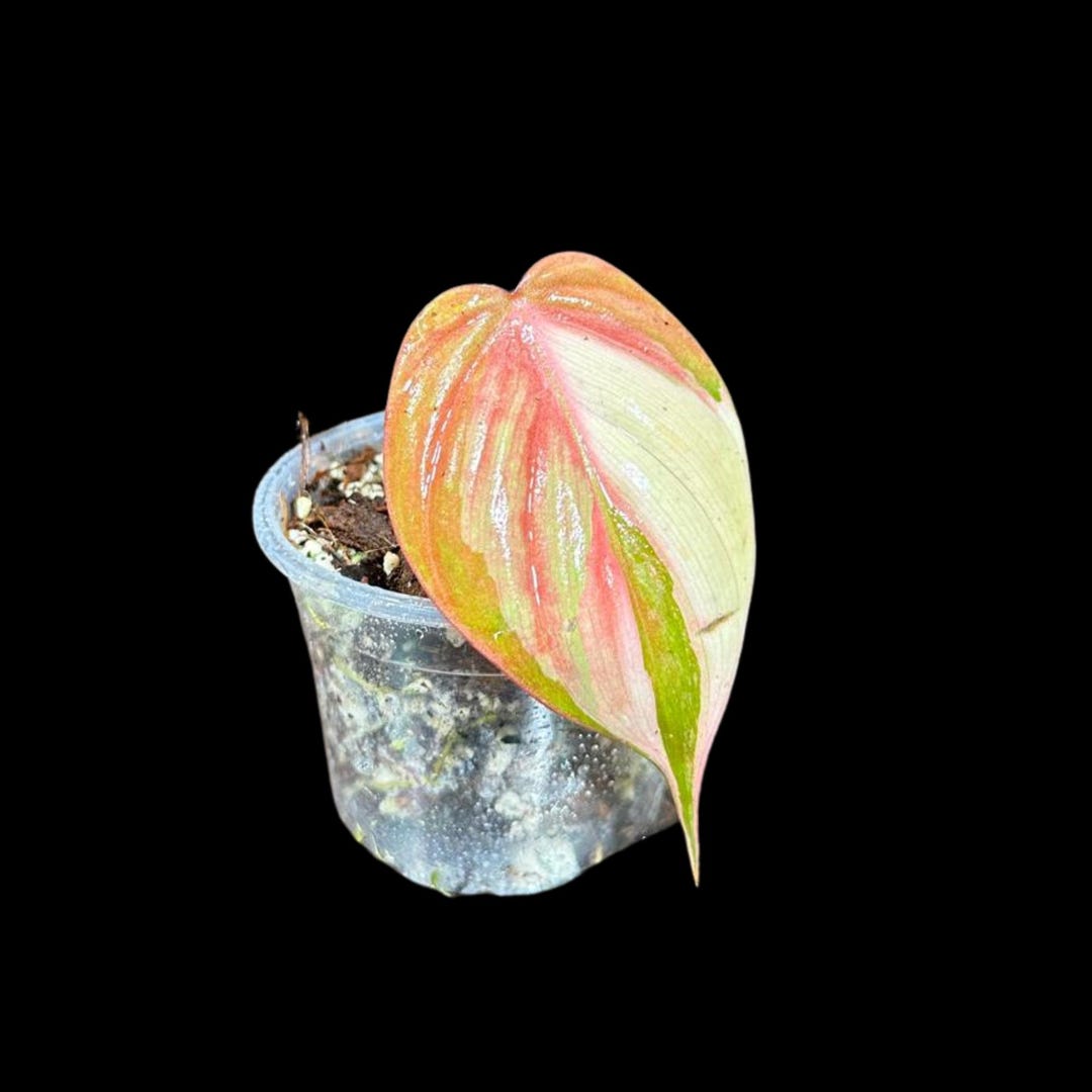 Rare Variegated Philodendron Mican Aurea in a Nursery Pot High ...