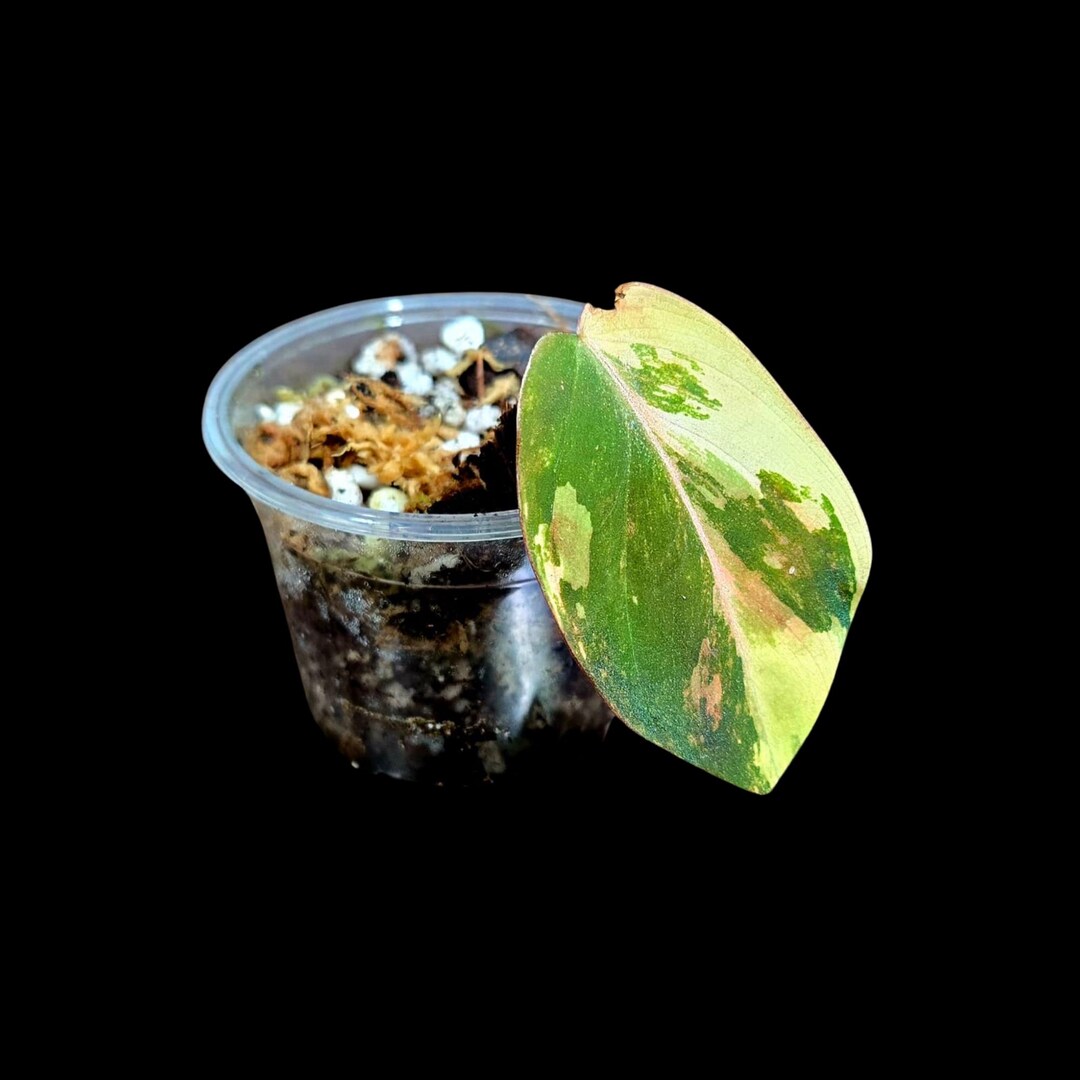 Rare Variegated Philodendron Mican Aurea in a Nursery Pot - High ...