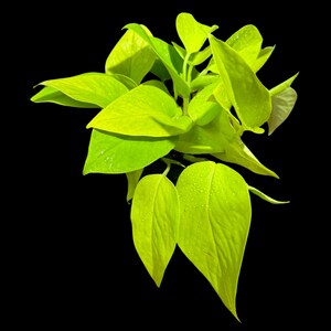 Neon Pothos Indoor Plant in a Nursery Pot - Easy Care Low Light Indoor ...