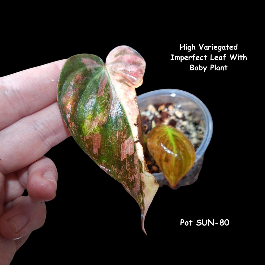 Rare Variegated Philodendron Mican Aurea in a Nursery Pot - High ...