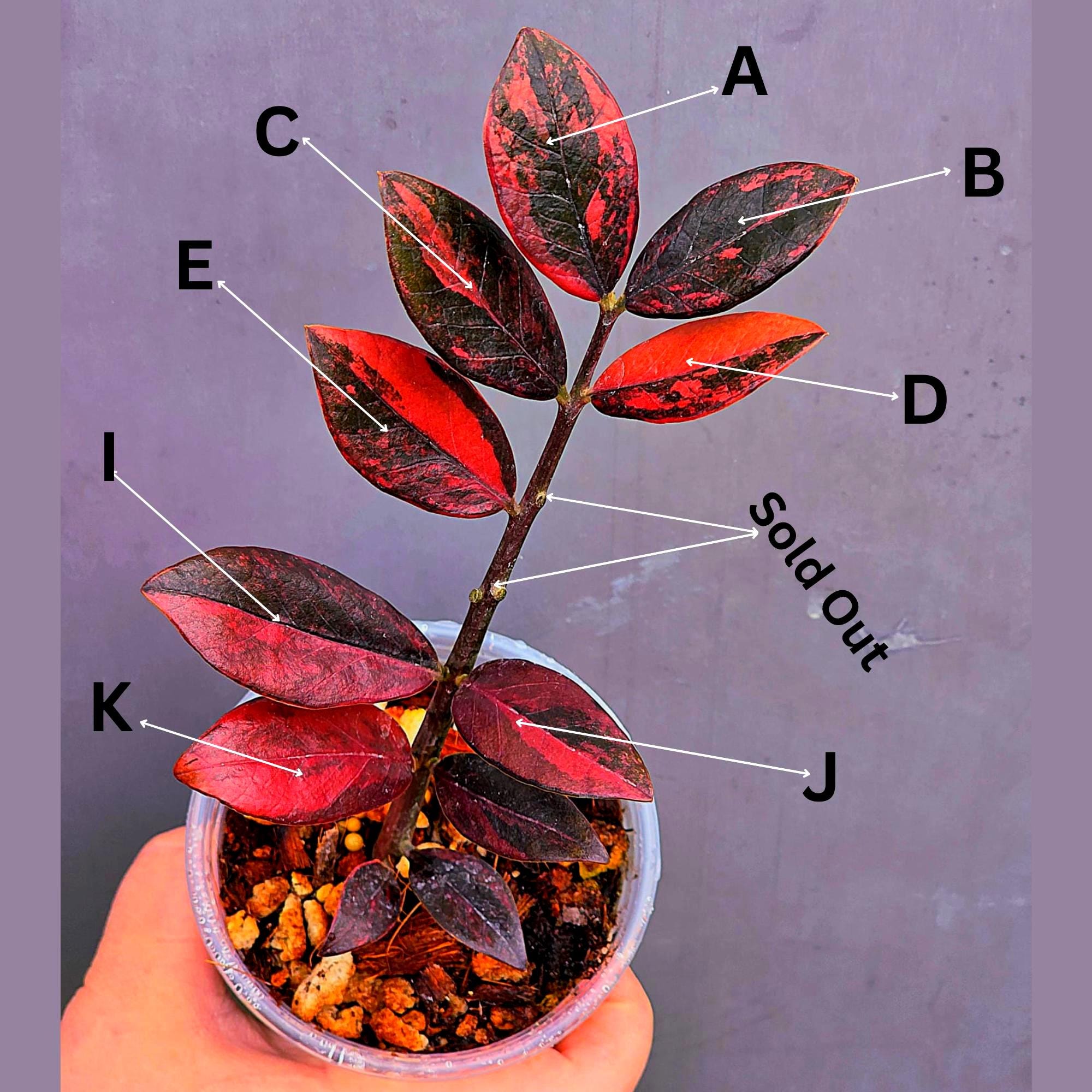 Rare Variegated Pink Raven ZZ Plant Cutting UNROOTED - Zamioculcas ...