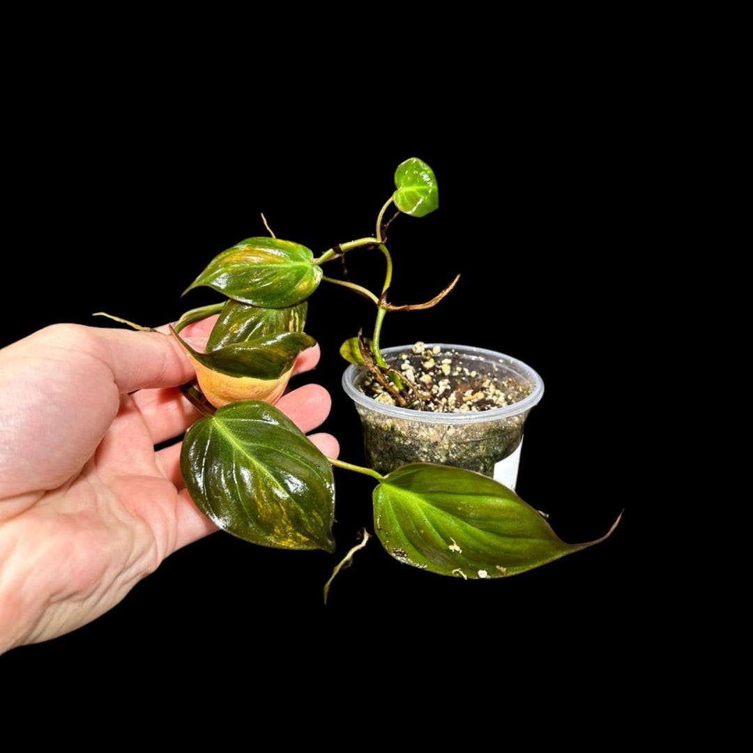 Rare Variegated Philodendron Mican Aurea in a Nursery Pot Variegated ...