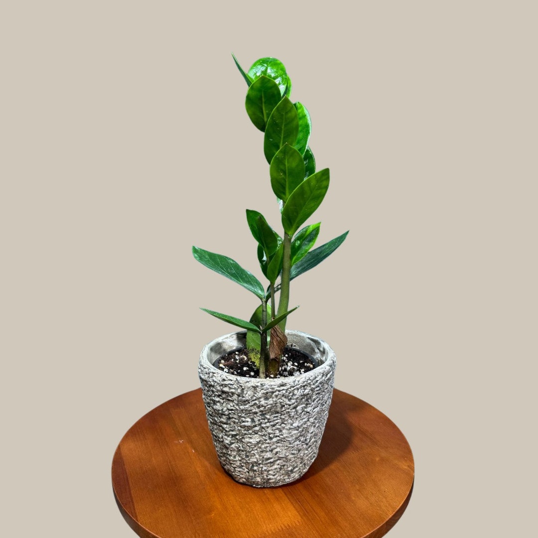 Green Zz Plant - Zamioculcas Zamiifolia Single Plant in a 4" Pot - Rare ...