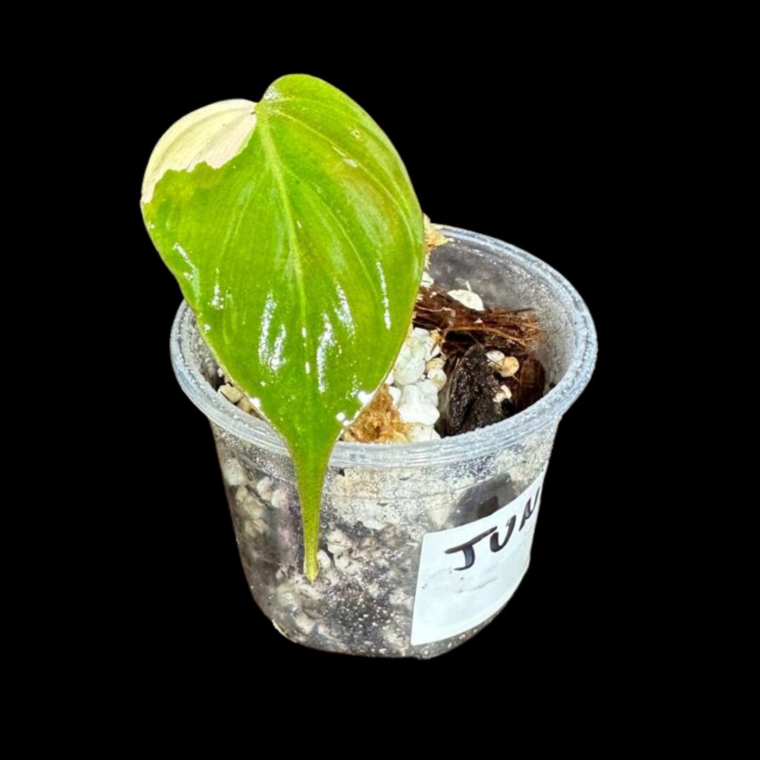 Rare Variegated Philodendron Mican Aurea in a Nursery Pot High ...