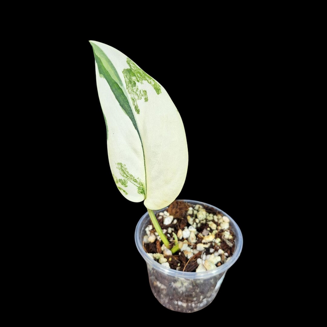 Variegated Scindapsus Jade Satin in a Nursery Pot | Scindapsus Potted ...