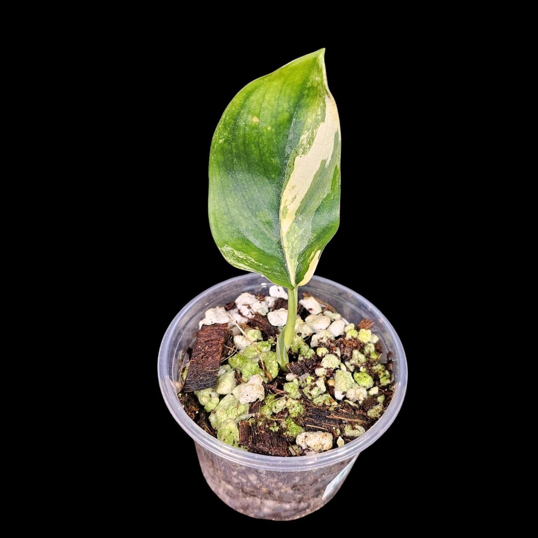 Variegated Scindapsus Jade Satin in a Nursery Pot | Scindapsus Single ...