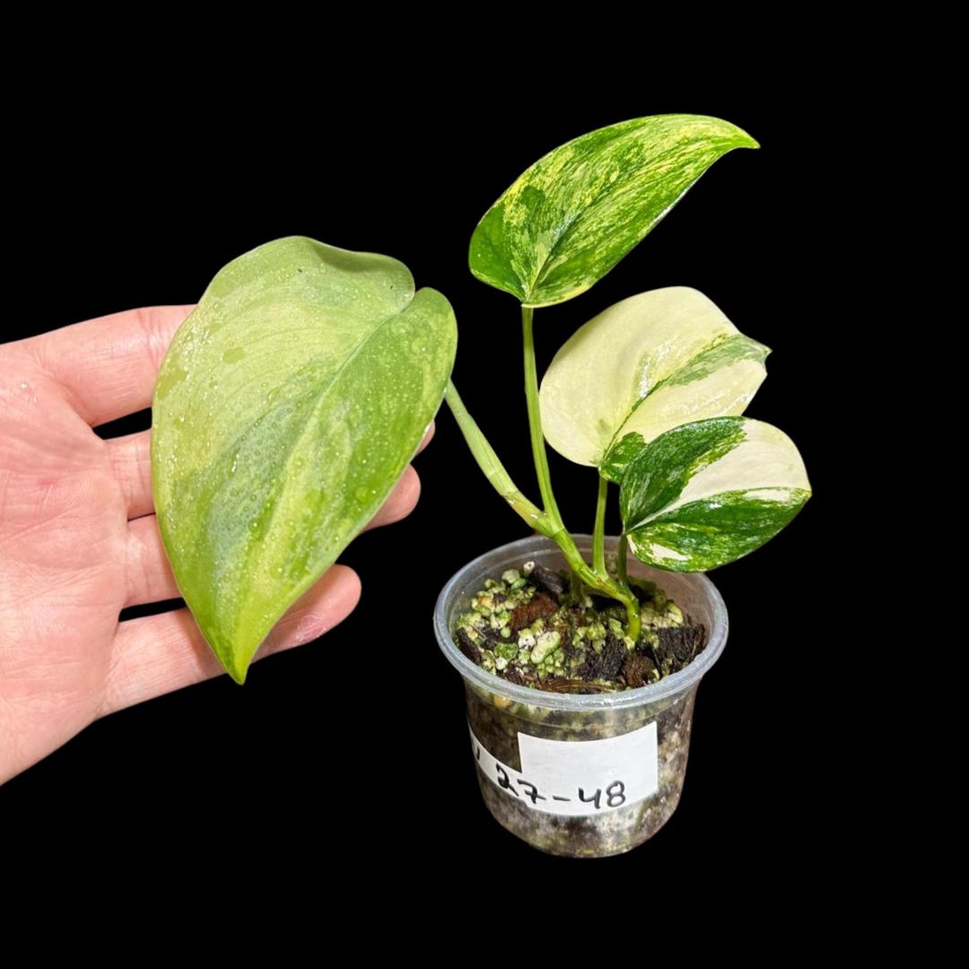 Scindapsus Mayari Variegated in a Nursery Pot | Rare Scindapsus Single ...