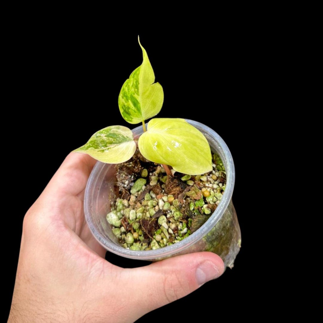 Rare Variegated Philodendron Mican Aurea in a Nursery Pot High ...