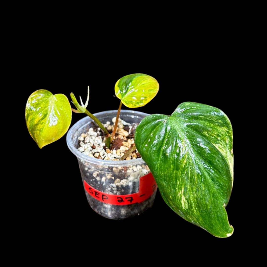 Rare Variegated Philodendron Mican in a Nursery Pot - US SELLER ...