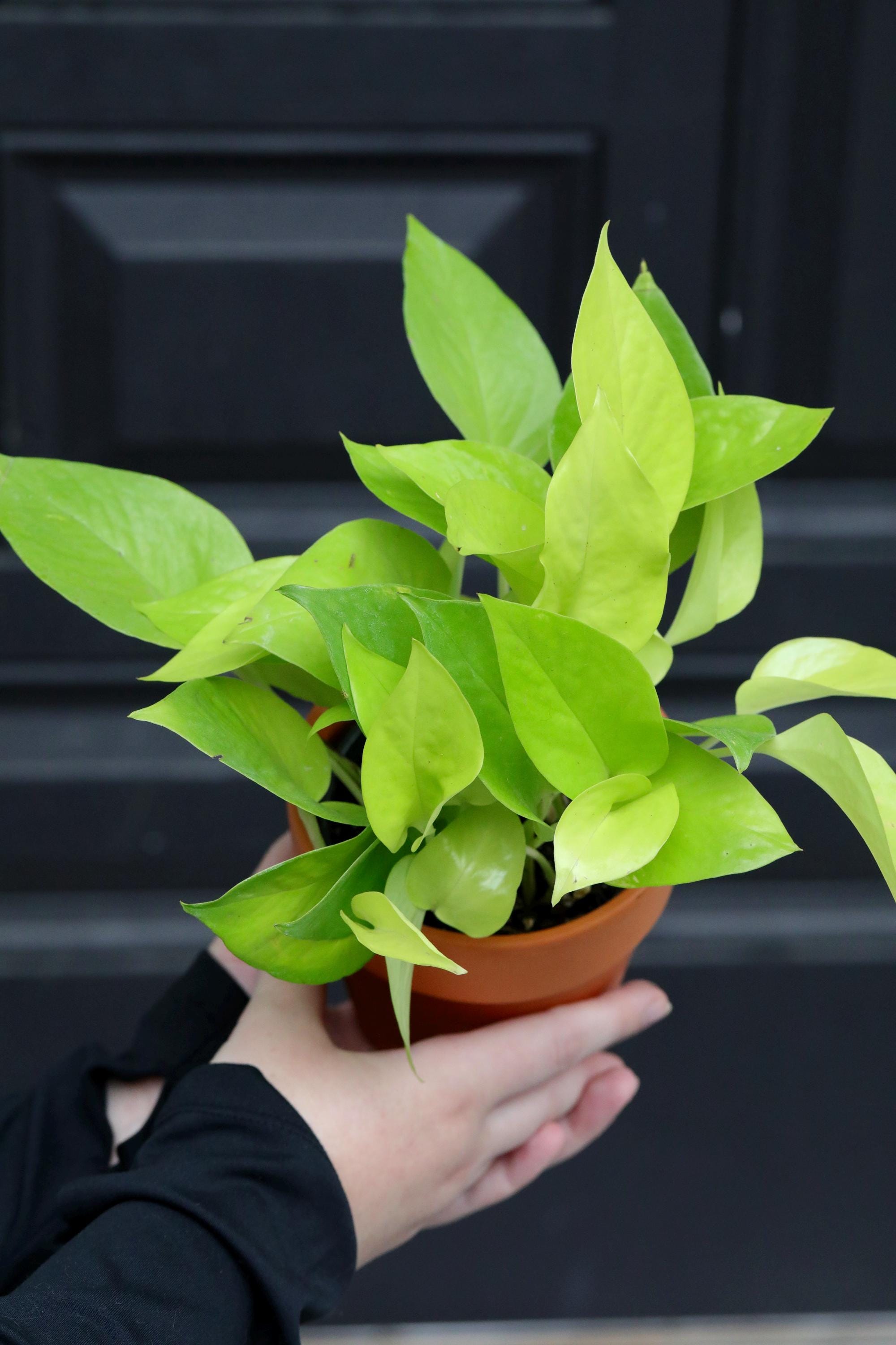 Epipremnum Aureum Neon Pothos | Live Vining Plant in 3" Nursery Pot ...