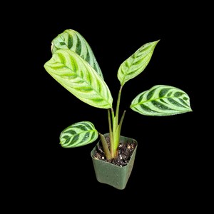 Calathea Burle Marx in a Nursery Pot - Maranta Amabilis Burle Marx ...