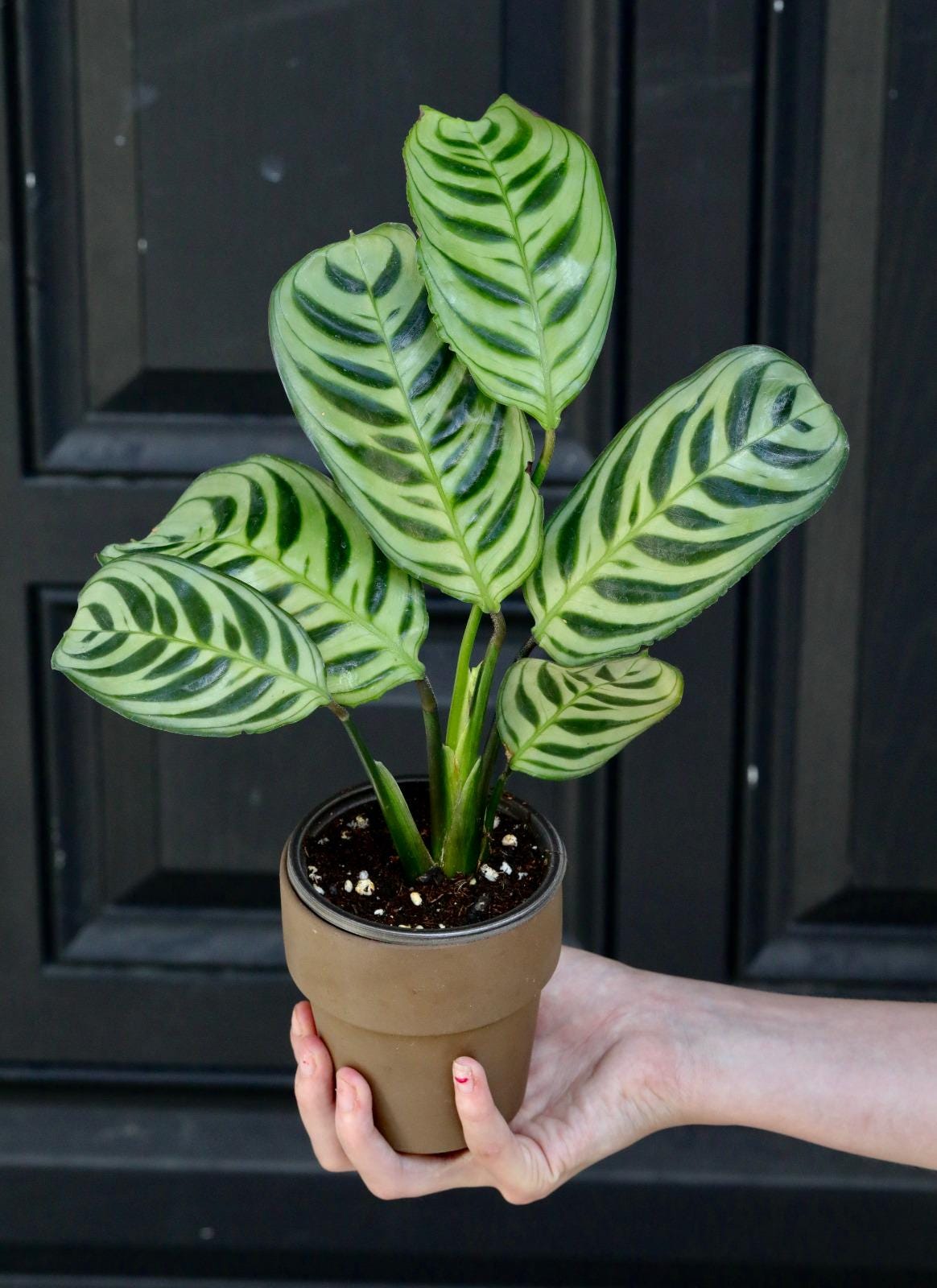 Calathea Burle Marx in a 3" Nursery Pot - Burle Marxii Plant - Indoor ...