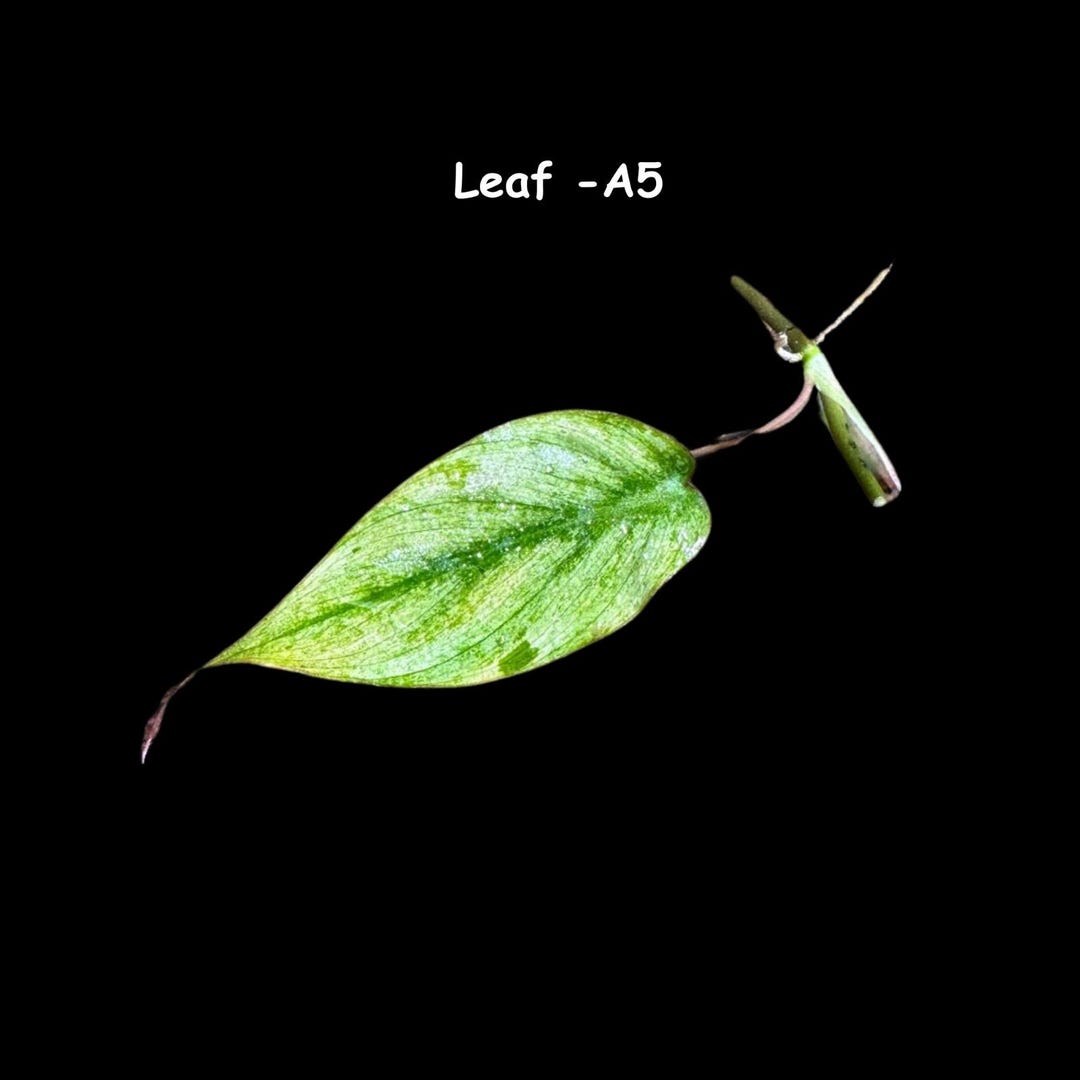 Rare Variegated Philodendron Mican Mint - High Variegated Single Leaf ...