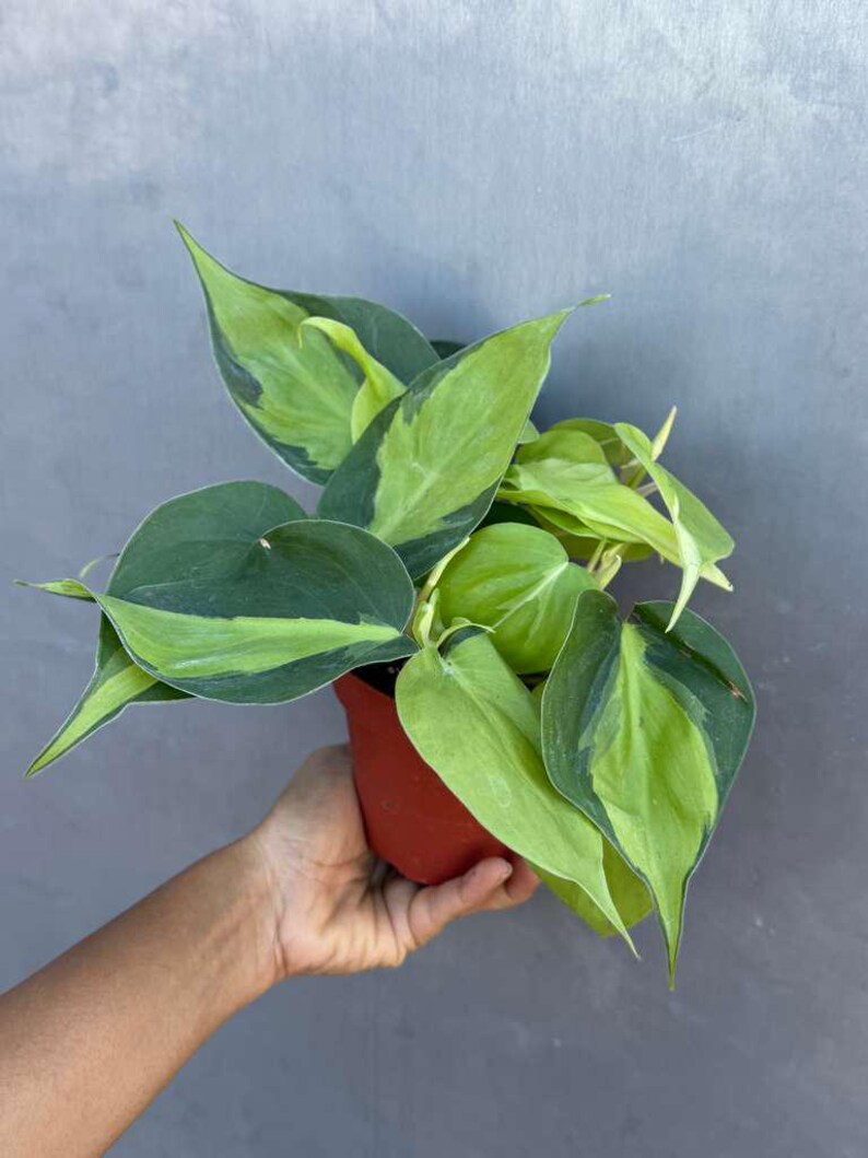 Rare Brazilian Philodendron in 4" Nursery Pot- Philodendron Brazil ...