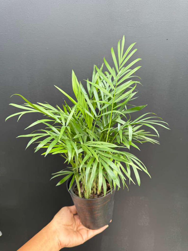 Parlor Palm Tree in a 4" Gift Decorative Pot - Neanthe Bella Indoor ...