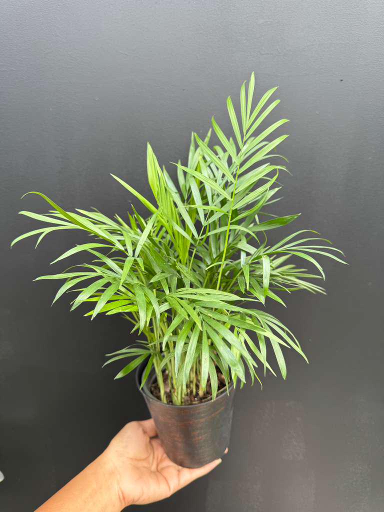 Parlor Palm Tree in a 4" Gift Decorative Pot - Neanthe Bella Indoor ...