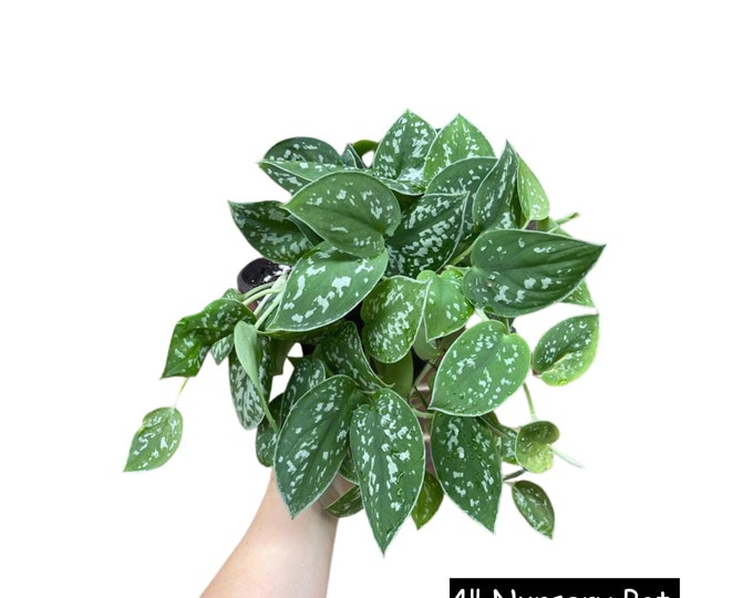 Silver Lady Pothos - Scindapsus Silver Lady - Silver Pothos Plant ...