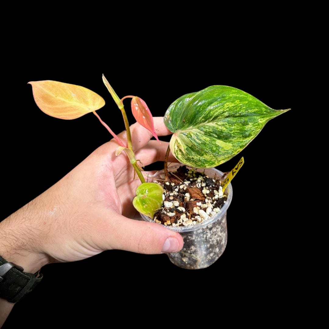 Rare Variegated Philodendron Mican Aurea in a Nursery Pot Variegated ...