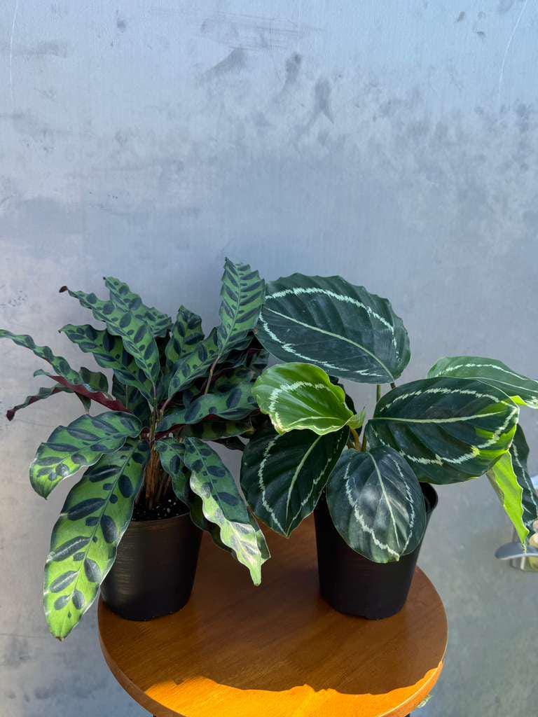 Calathea Assorted 2 Plants Set - Pack of 2 Calathea in 4" Pot - Rooted ...