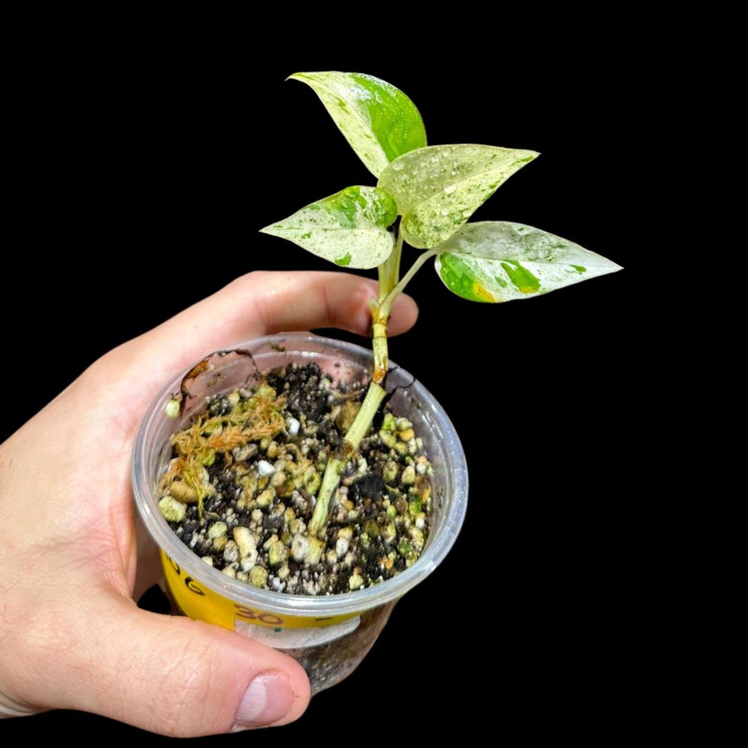 RARE Epipremnum Pinnatum Marble Variegated Plant in a Nursery Pot ...