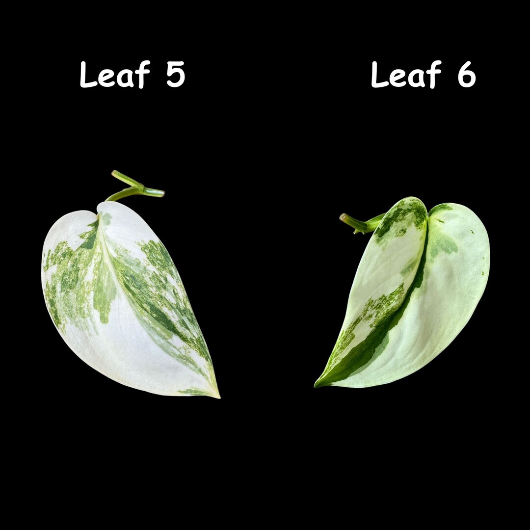 Scindapsus Jade Satin Variegated Variegated Scindapsus Cutting & Potted ...