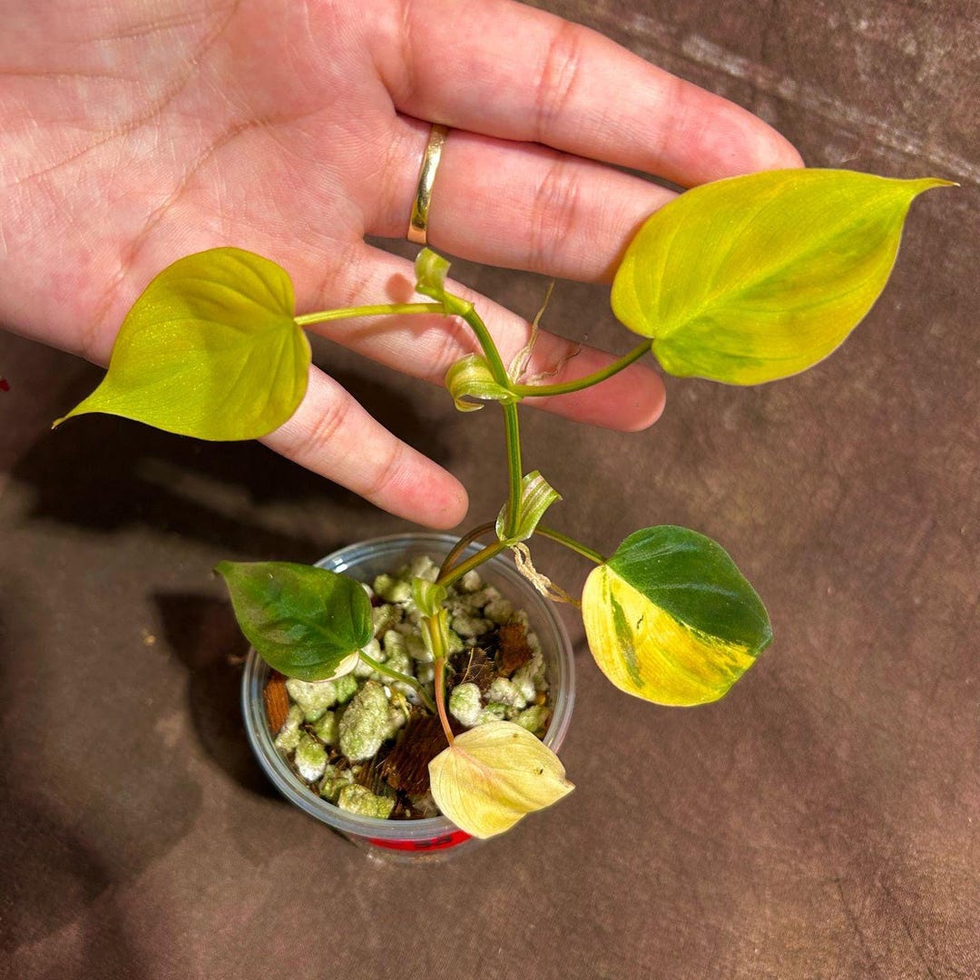 Rare Variegated Philodendron Mican Aurea in a Nursery Pot - Rare ...