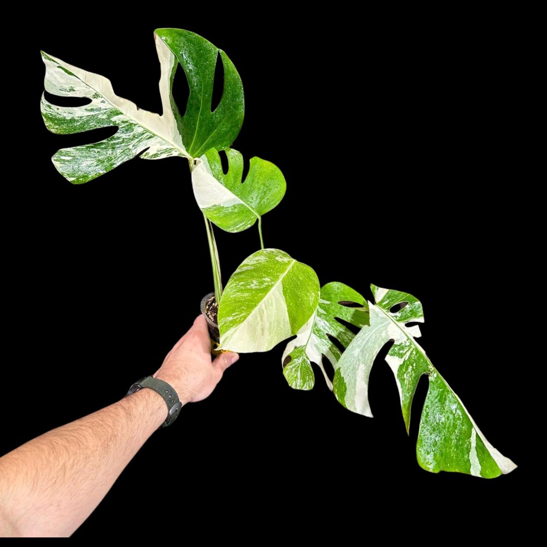 Variegated Monstera Albo Plant - Rare Indoor White Monstera Albo ...
