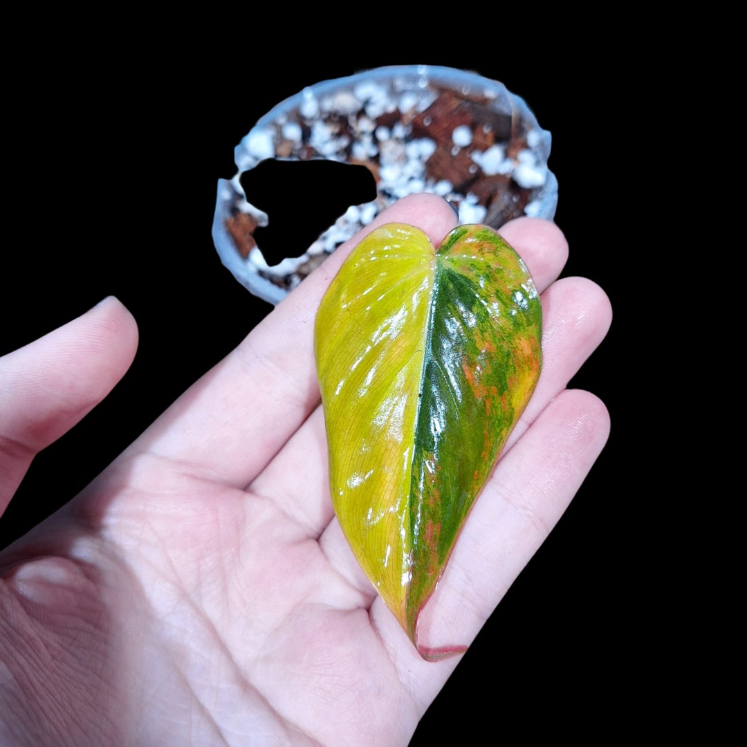 Rare Variegated Philodendron Mican Aurea in a Nursery Pot - High ...