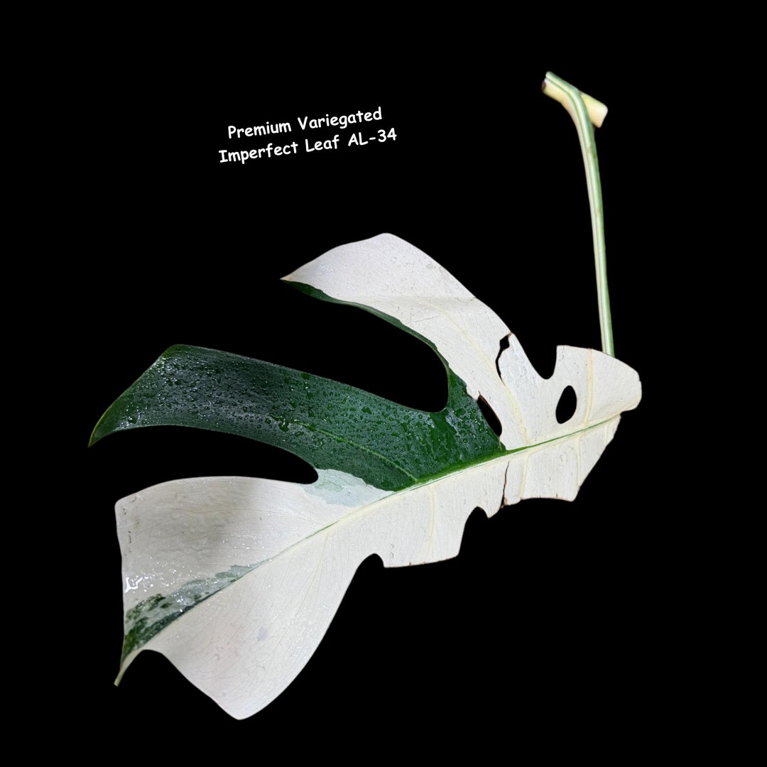 Highly Variegated Monstera Albo Cutting - White Monstera Albo - SAME ...