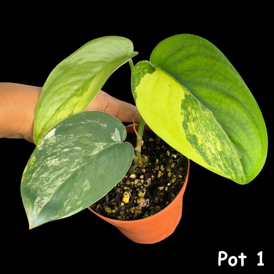 Scindapsus Jade Satin Variegated | Variegated Scindapsus Potted Plant ...