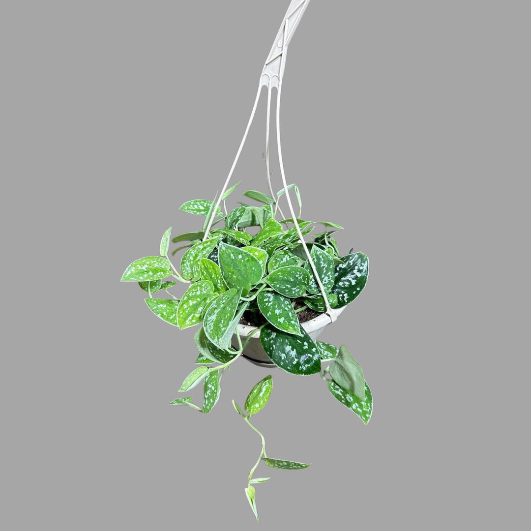 Silver Pothos in a 5" Hanging Basket - Silver Satin Pothos Live ...