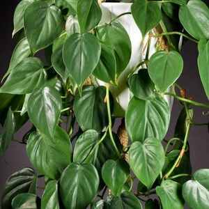Rare Pothos Cuttings Mix- Golden Pothos / Heart Leaf Philodendron ...