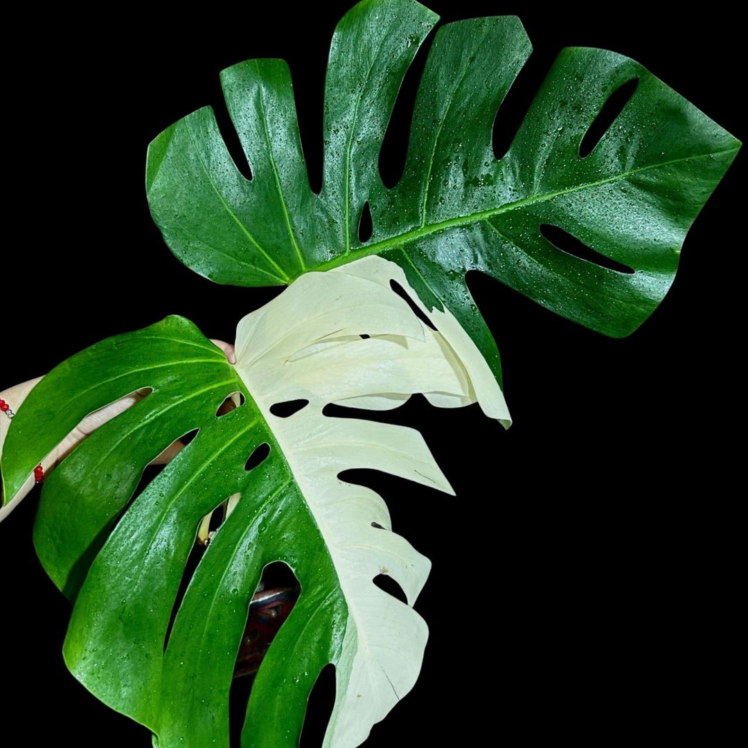 Variegated Monstera Albo Plant - Rare Indoor White Monstera Albo ...