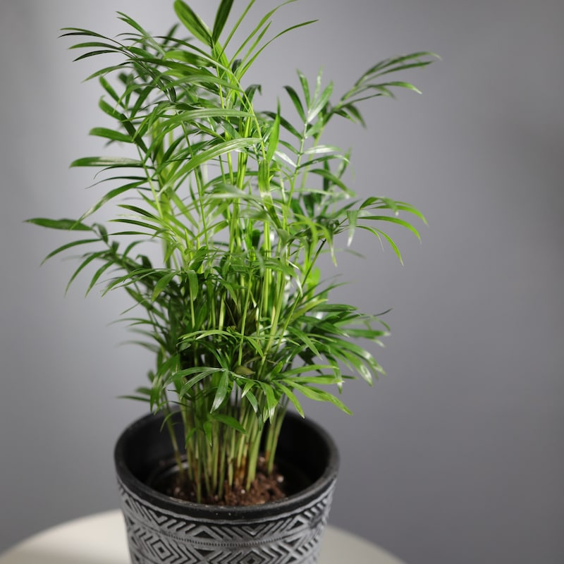 Small Rare Indoor Plant - Etsy