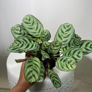 Calathea Burle Marx Large Mature Plant Maranta Amabilis Burle Marxii ...