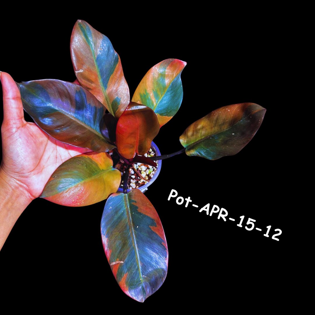 Variegated Black Cardinal Philodendron - Extremely RARE Collector Plant ...