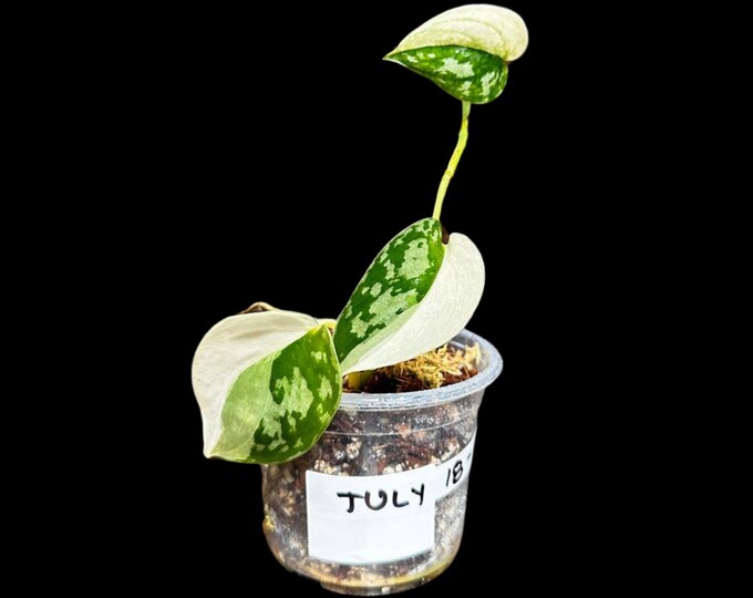 Scindapsus Mayari Variegated in a Nursery Pot | Rare Scindapsus Single ...