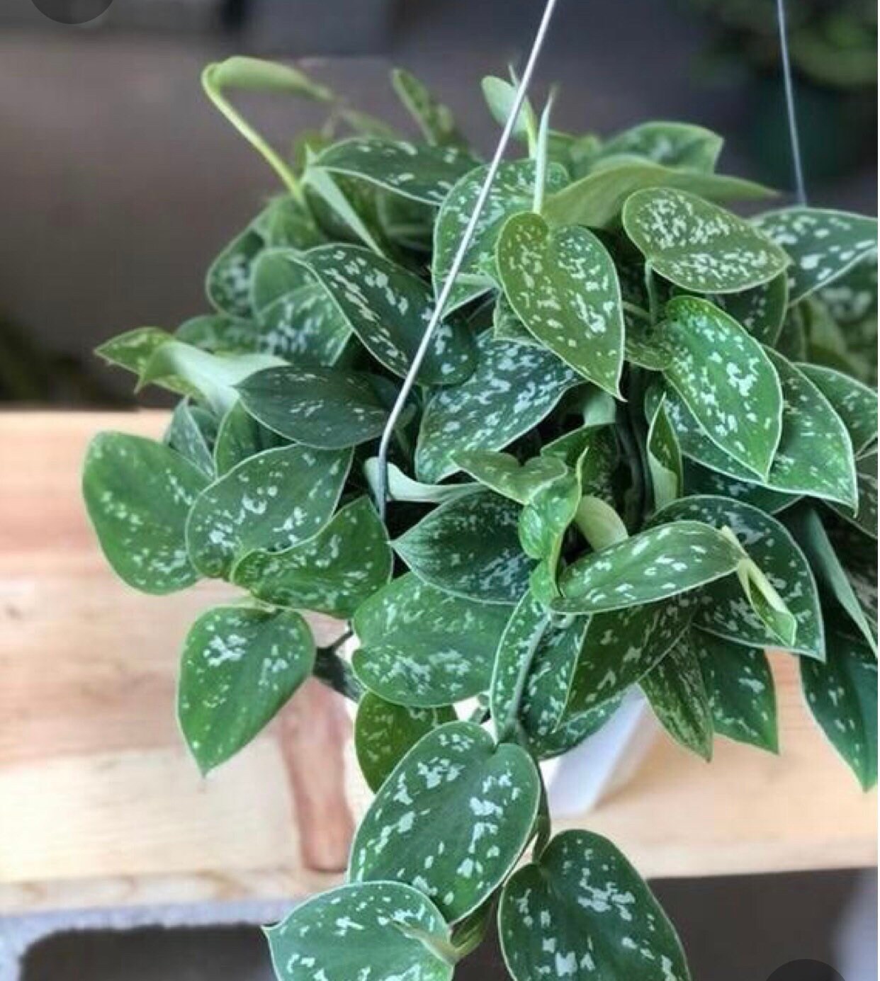 Silver Pothos Cuttings RARE Silver Satin or Silvery Anne - Etsy