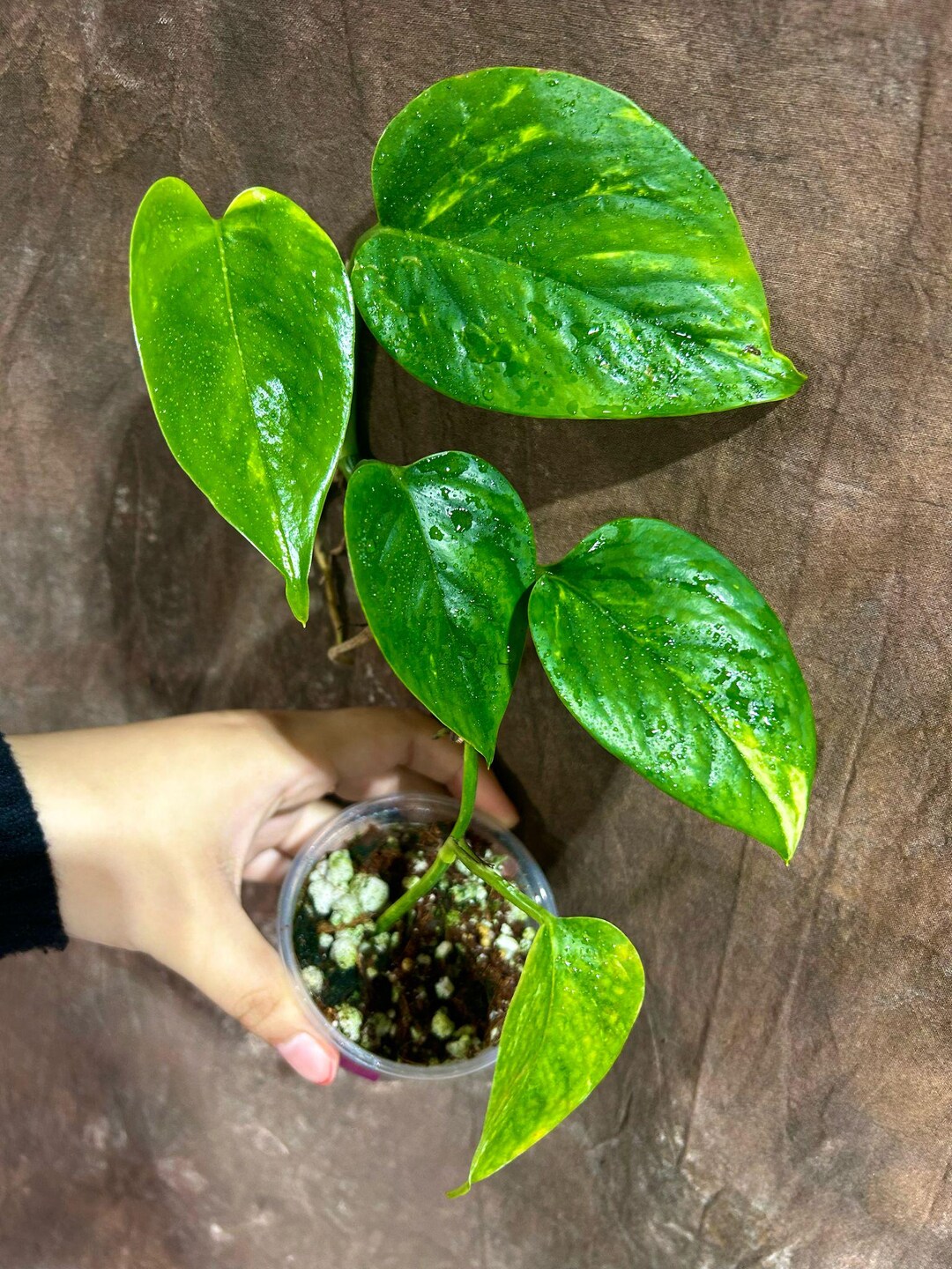 RARE Variegated 'golden Flame' Epipremnum Pinnatum in a Nursery Pot ...