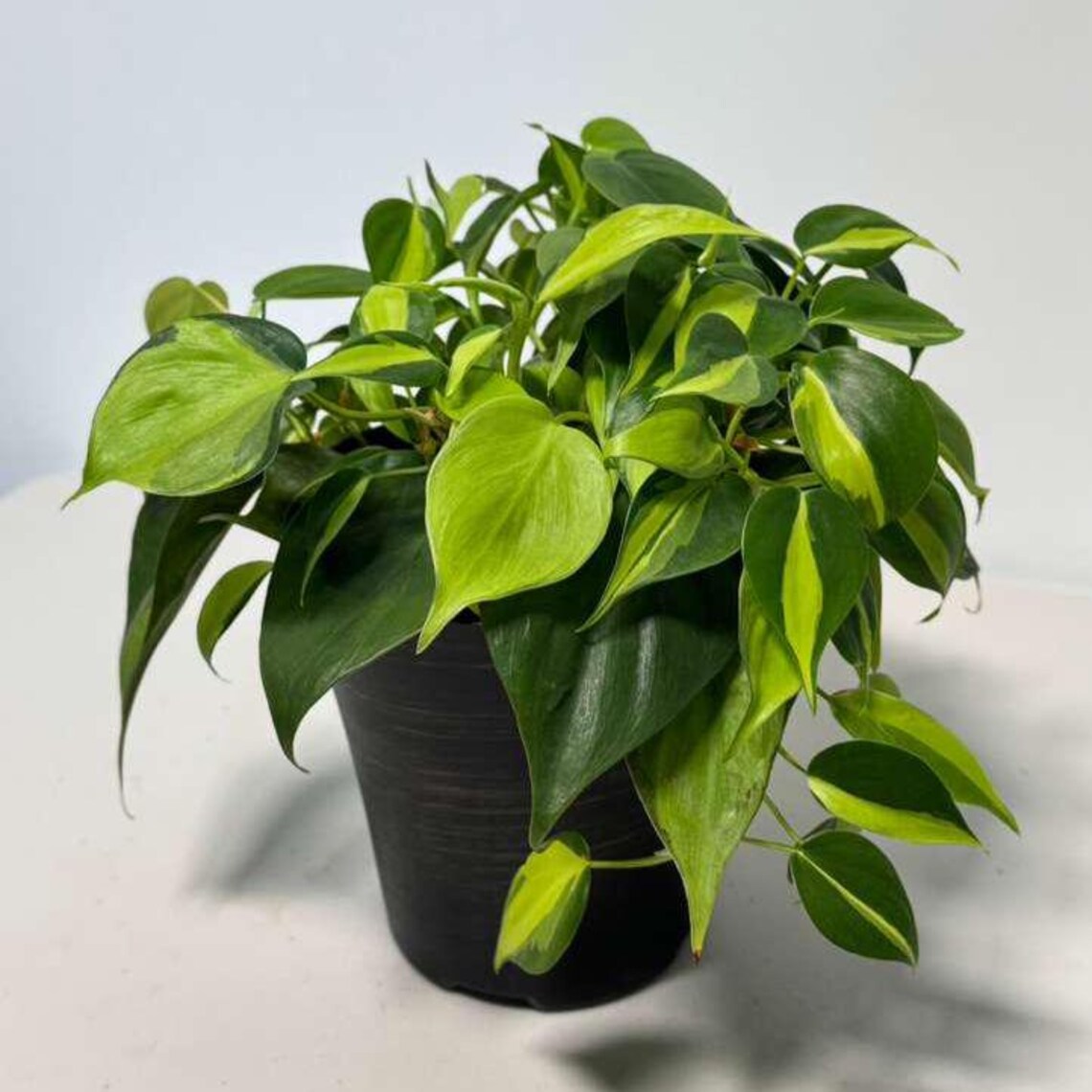 Rare Brazilian Philodendron in 3" Nursery Pot- Philodendron Brazil ...