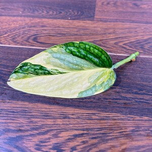 Variegated Monstera Peru Cuttings - Monstera Karstenianum Peru ...