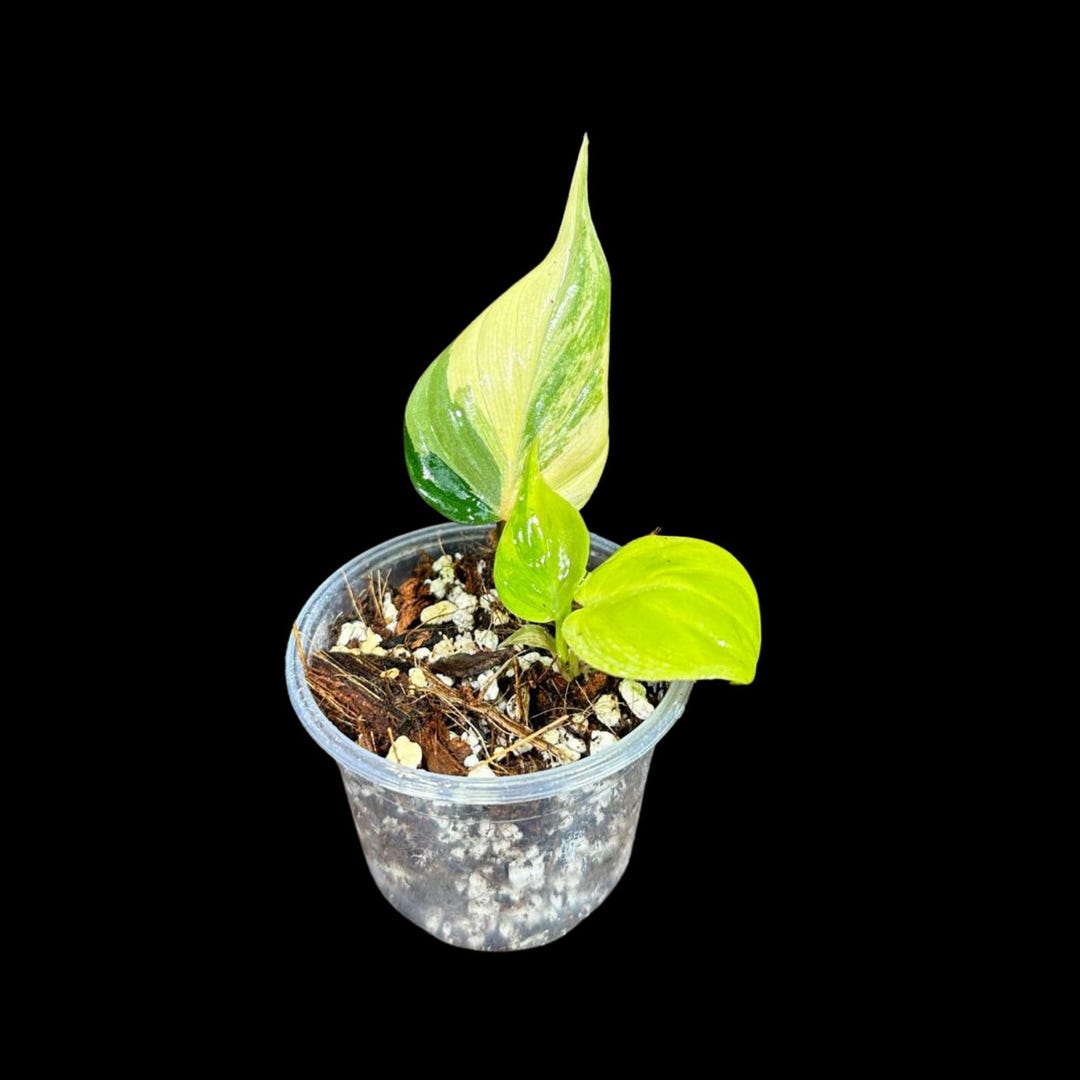 Rare Variegated Philodendron Mican Aurea in a Nursery Pot High ...