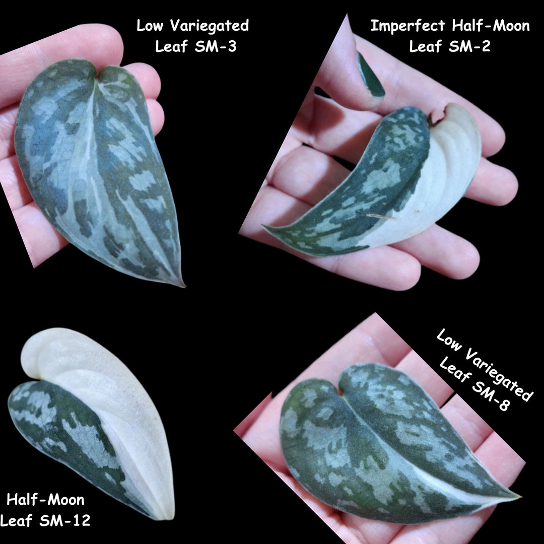 Extremely Rare Scindapsus Mayari Variegated Variegated Mayari Plant ...