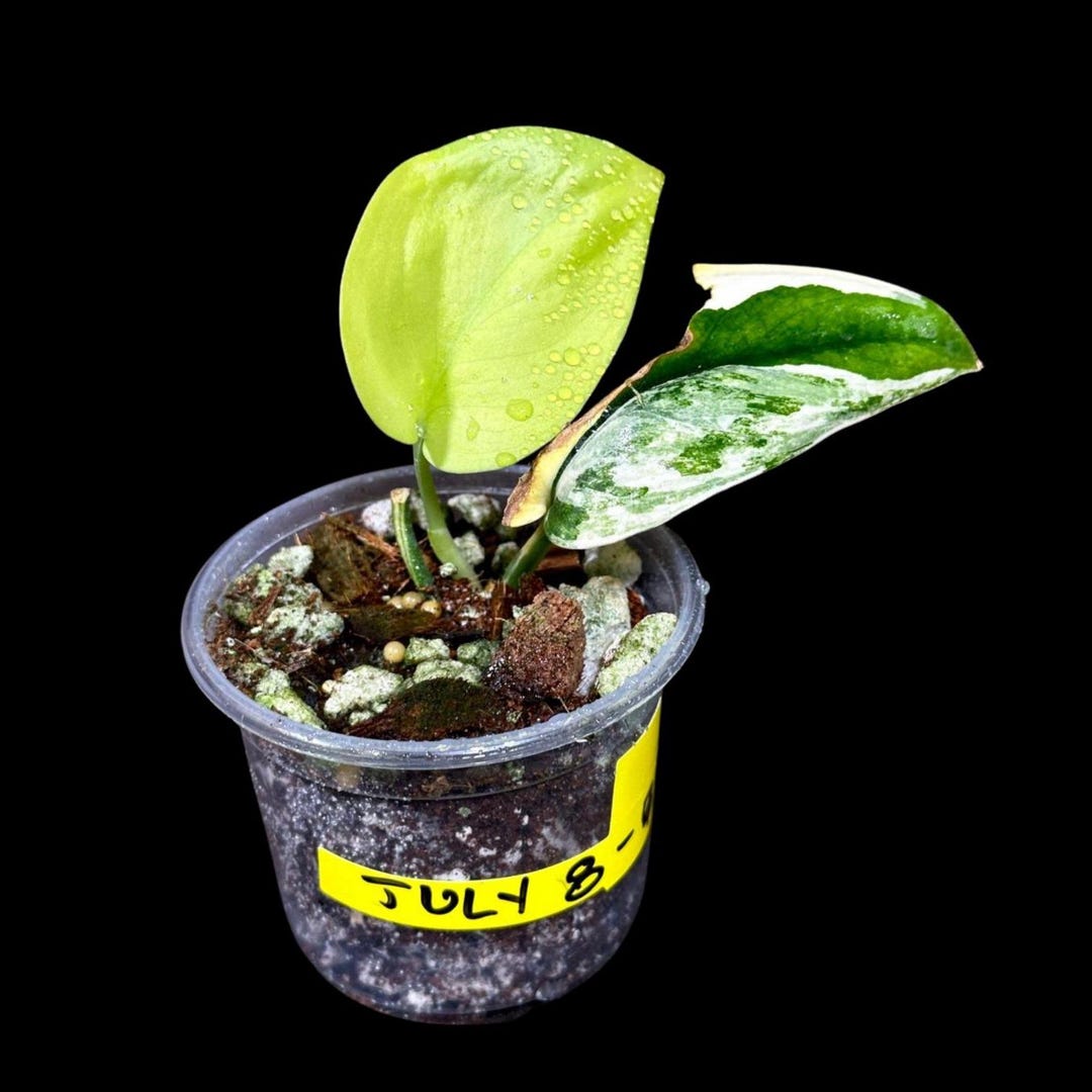 Variegated Scindapsus Pictus Jade Satin EXACT Same Plant - Rare ...