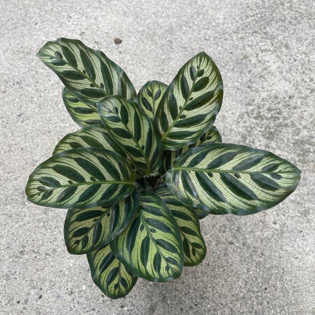 Rare Calathea Makoyana in a Nursery Pot - Beautiful Peacock Calathea ...