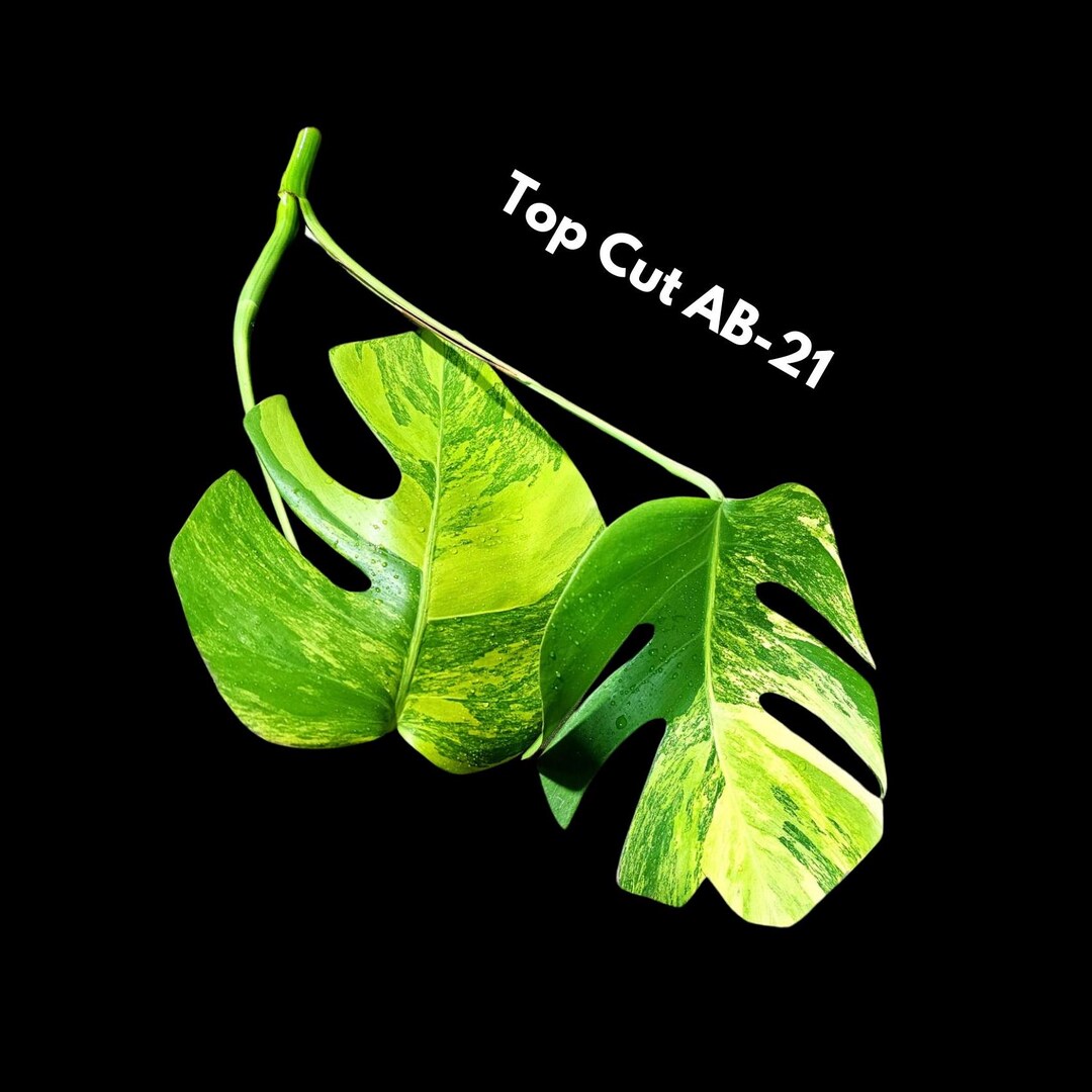 Monstera Aurea EXACT Cut High Variegated - Top Cut Monstera Aurea ...