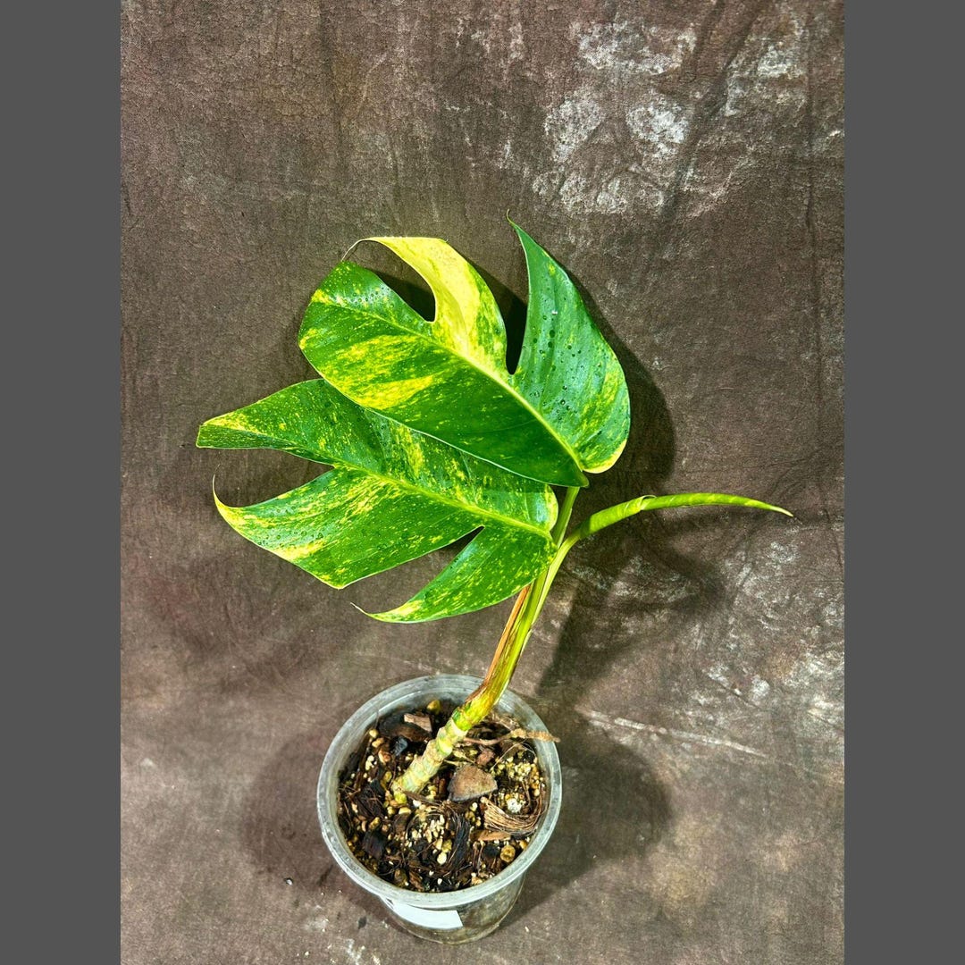 RARE Variegated 'golden Flame' Epipremnum Pinnatum in a Nursery Pot ...