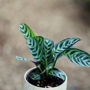 Calathea Burle Marx in a 3” Pot - Maranta Amabilis Burle Marxii Starter ...