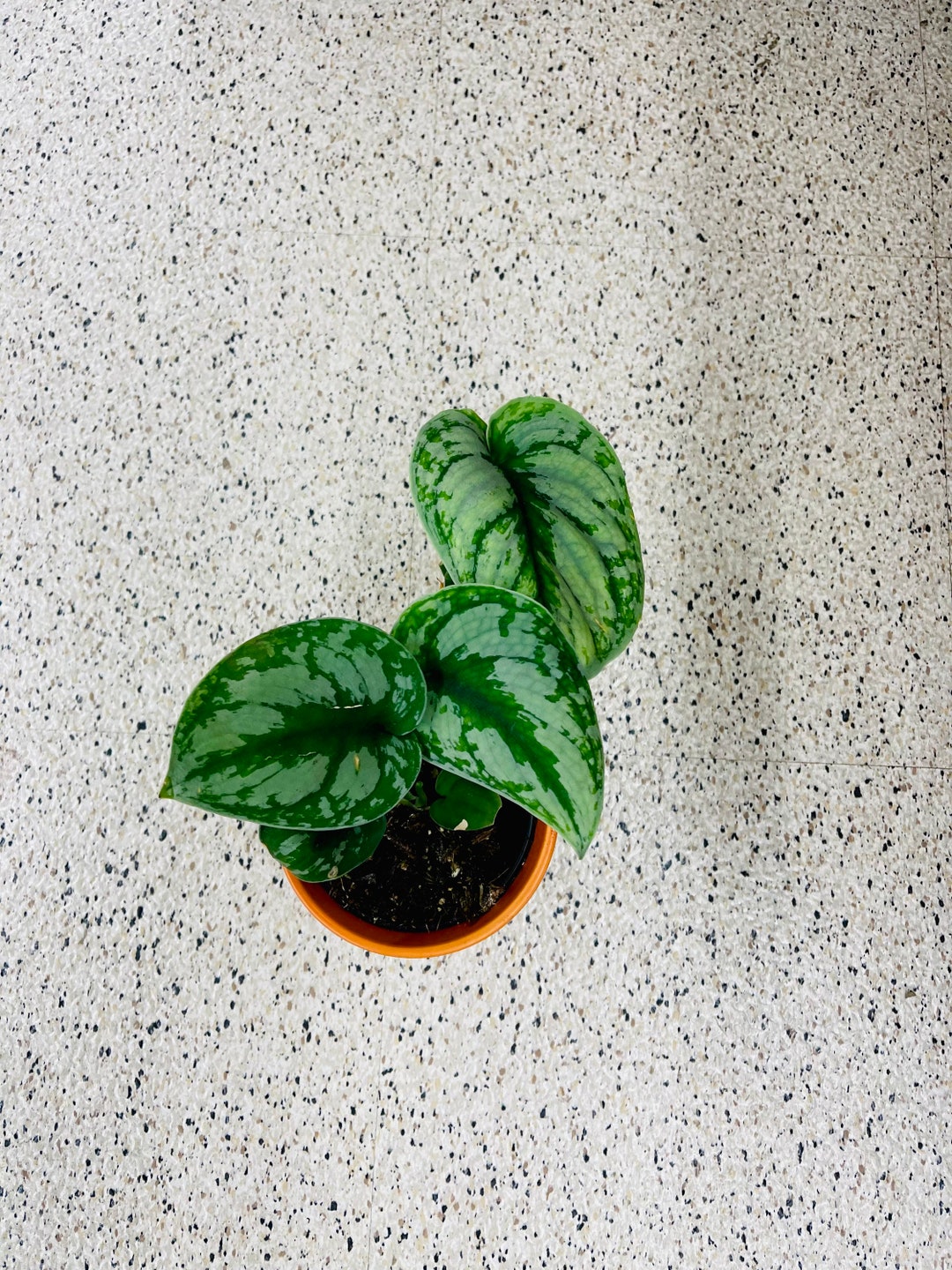 Scindapsus Silver Exotica Plant - Rare Vining Indoor Plant - Etsy